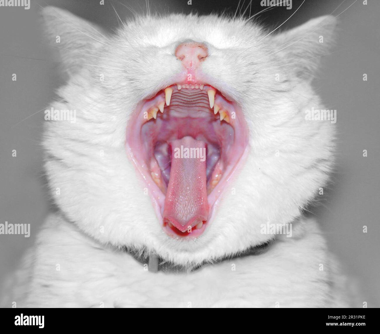 Cat is tired Stock Photo - Alamy