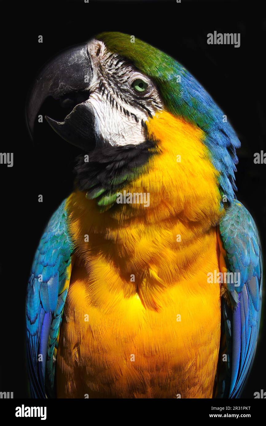 Closeup yellow chested bird hi-res stock photography and images - Alamy