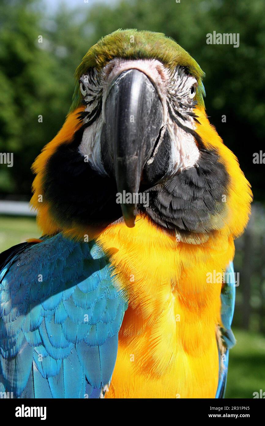 Sky bird parrot macaw hi-res stock photography and images - Alamy