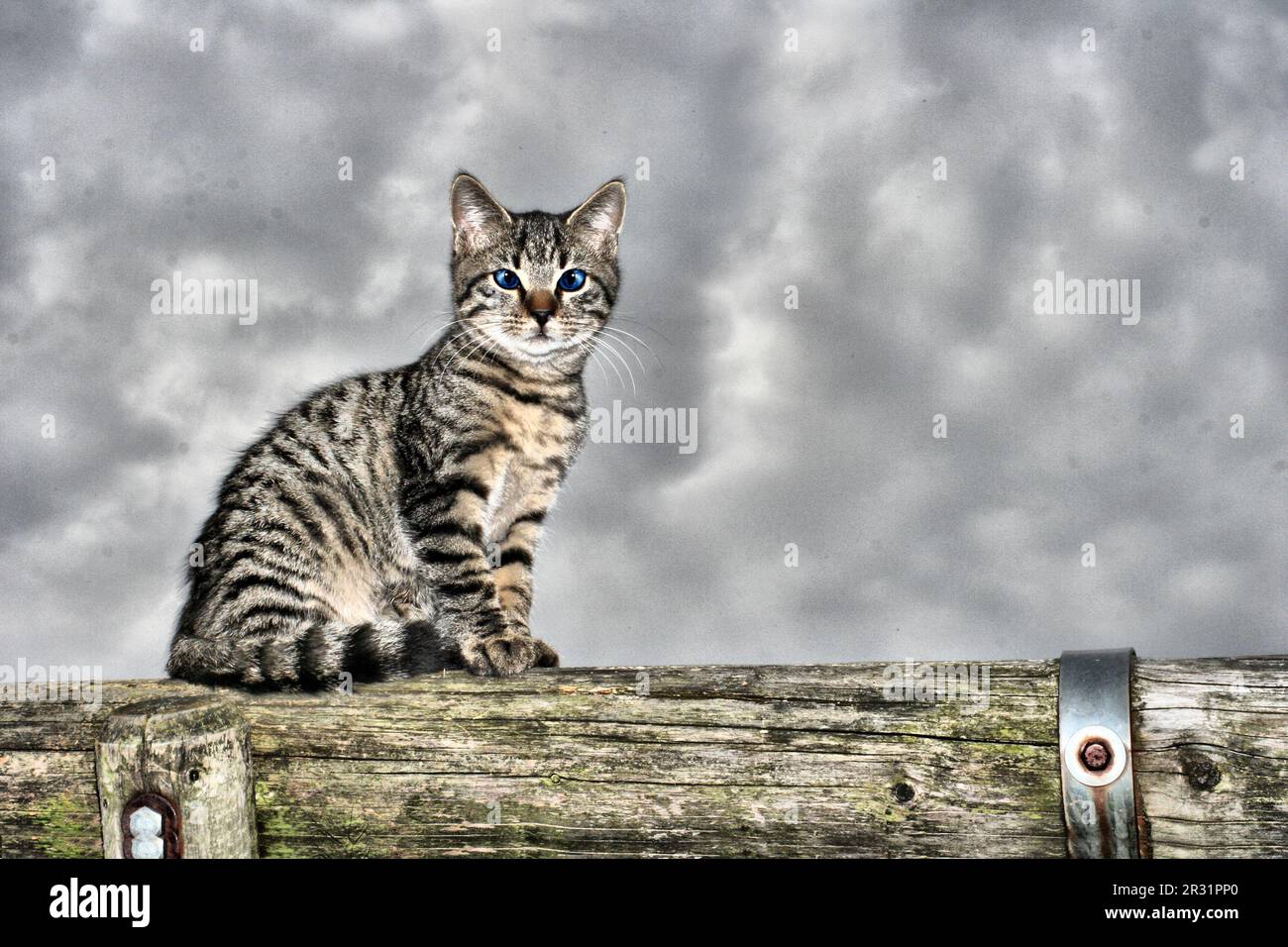 Cat sitting on a log Stock Photo - Alamy