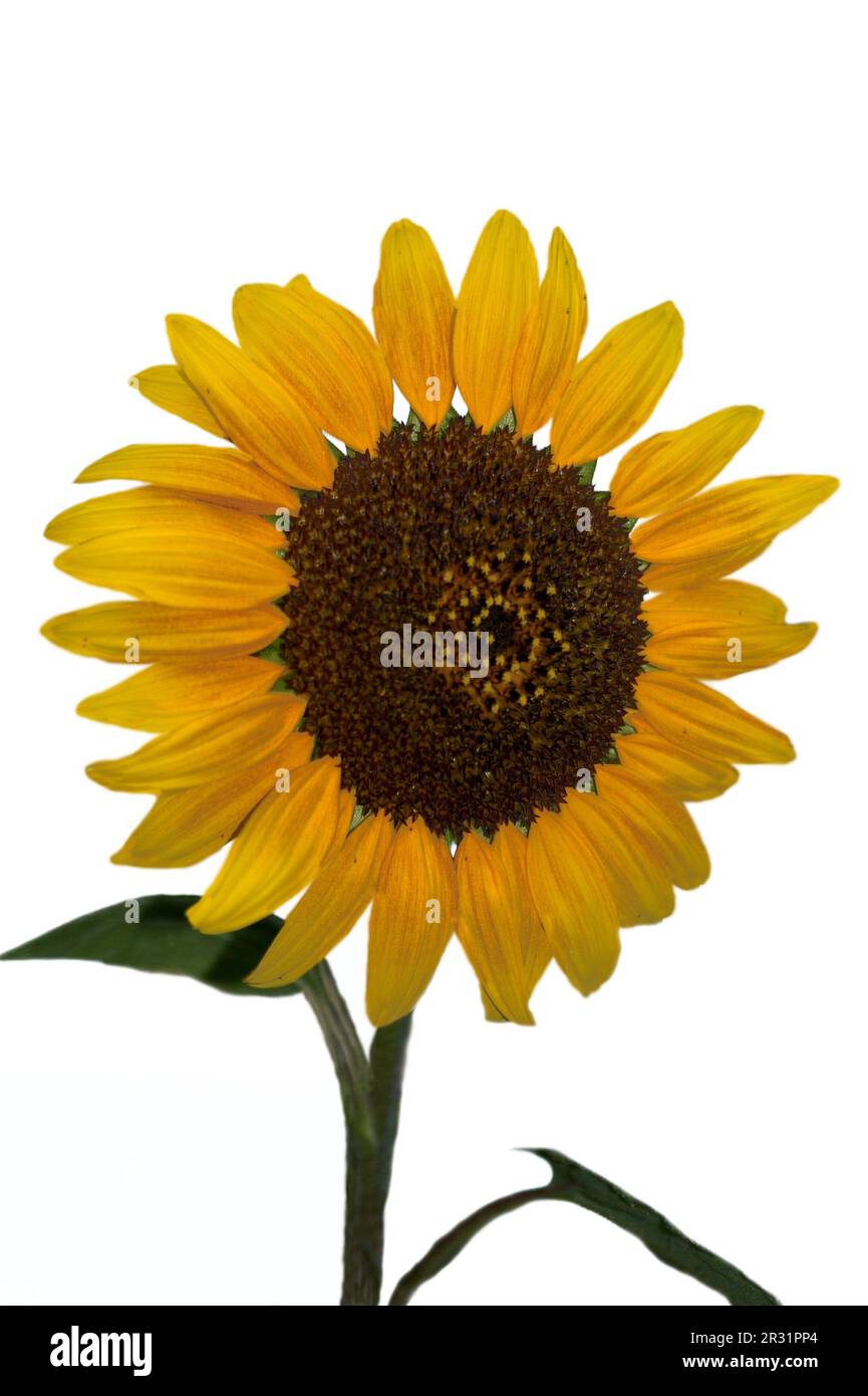 Clouds with sunshine Cut Out Stock Images & Pictures - Alamy