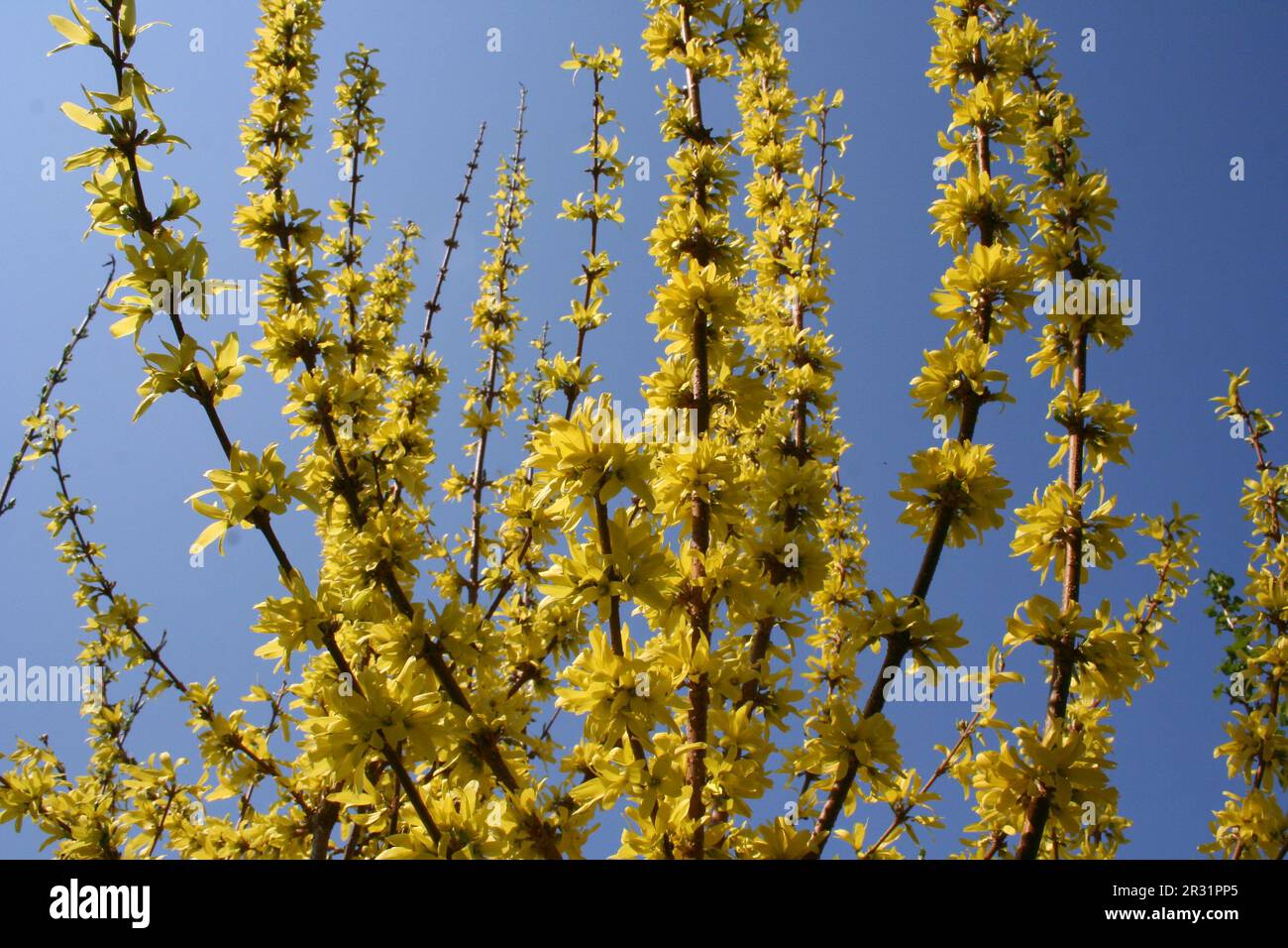 Barbara branch hi-res stock photography and images - Alamy