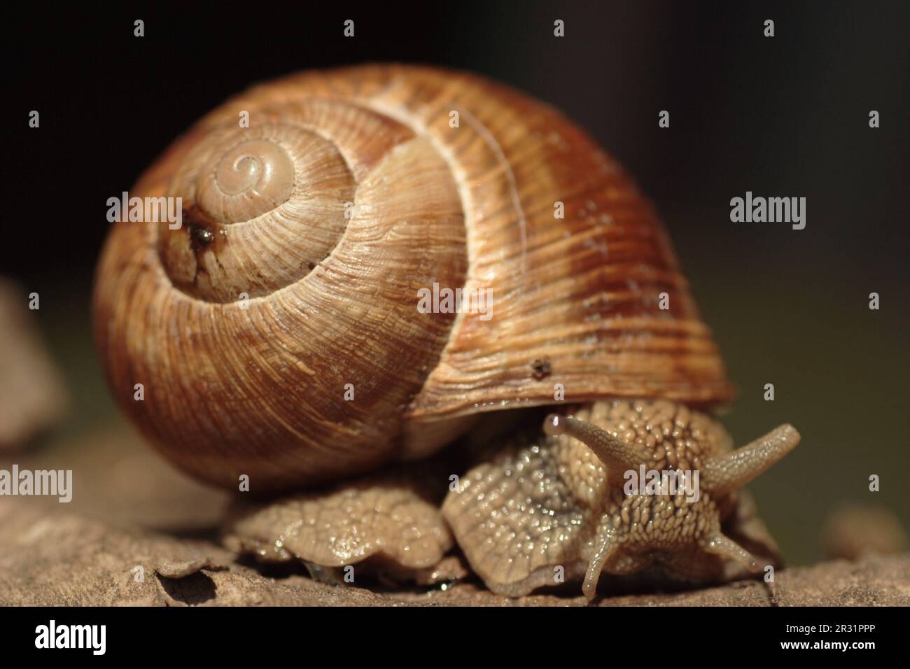 Close up helix pomatia escargot hi-res stock photography and images - Alamy