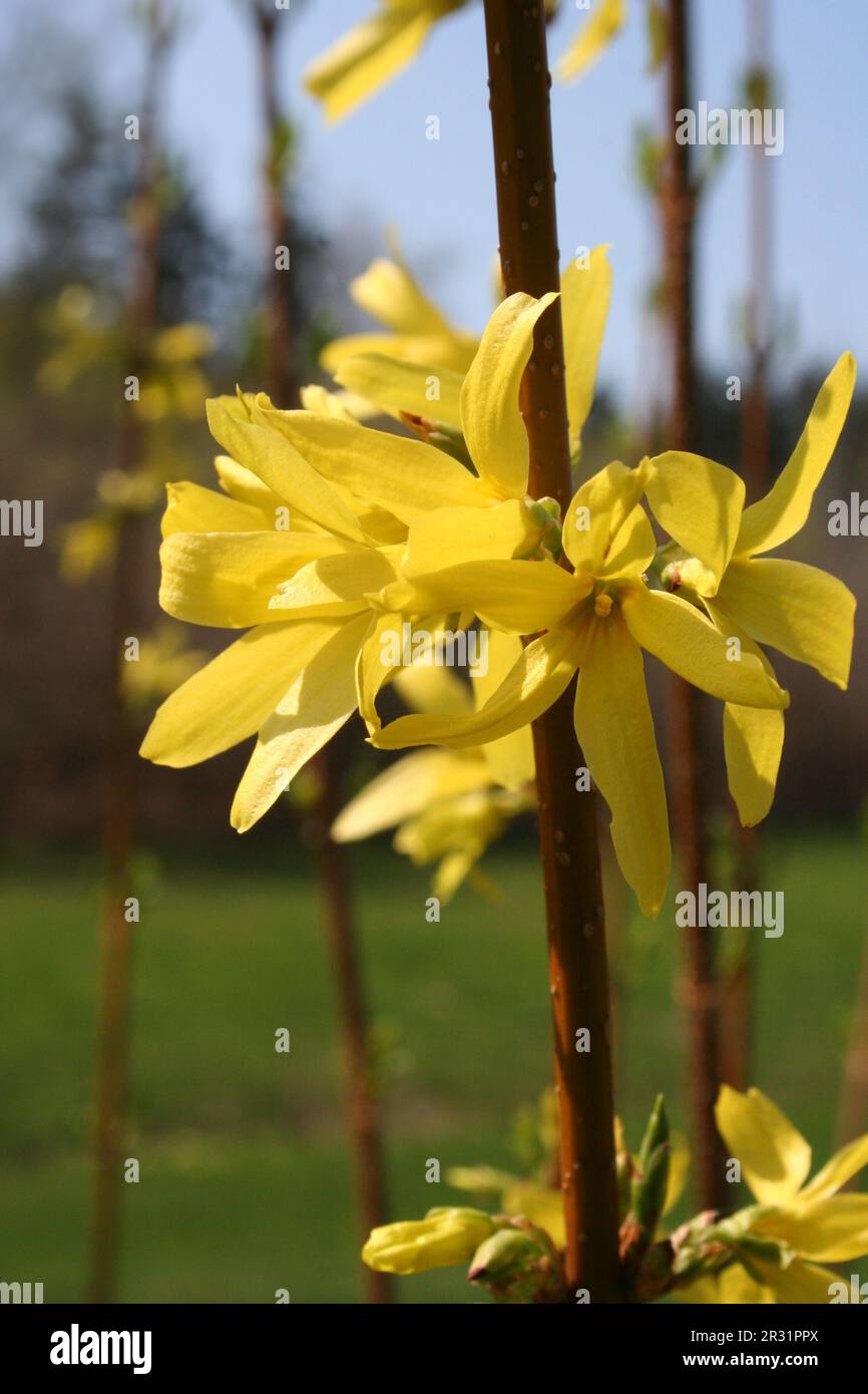 Barbara plant hi-res stock photography and images - Alamy