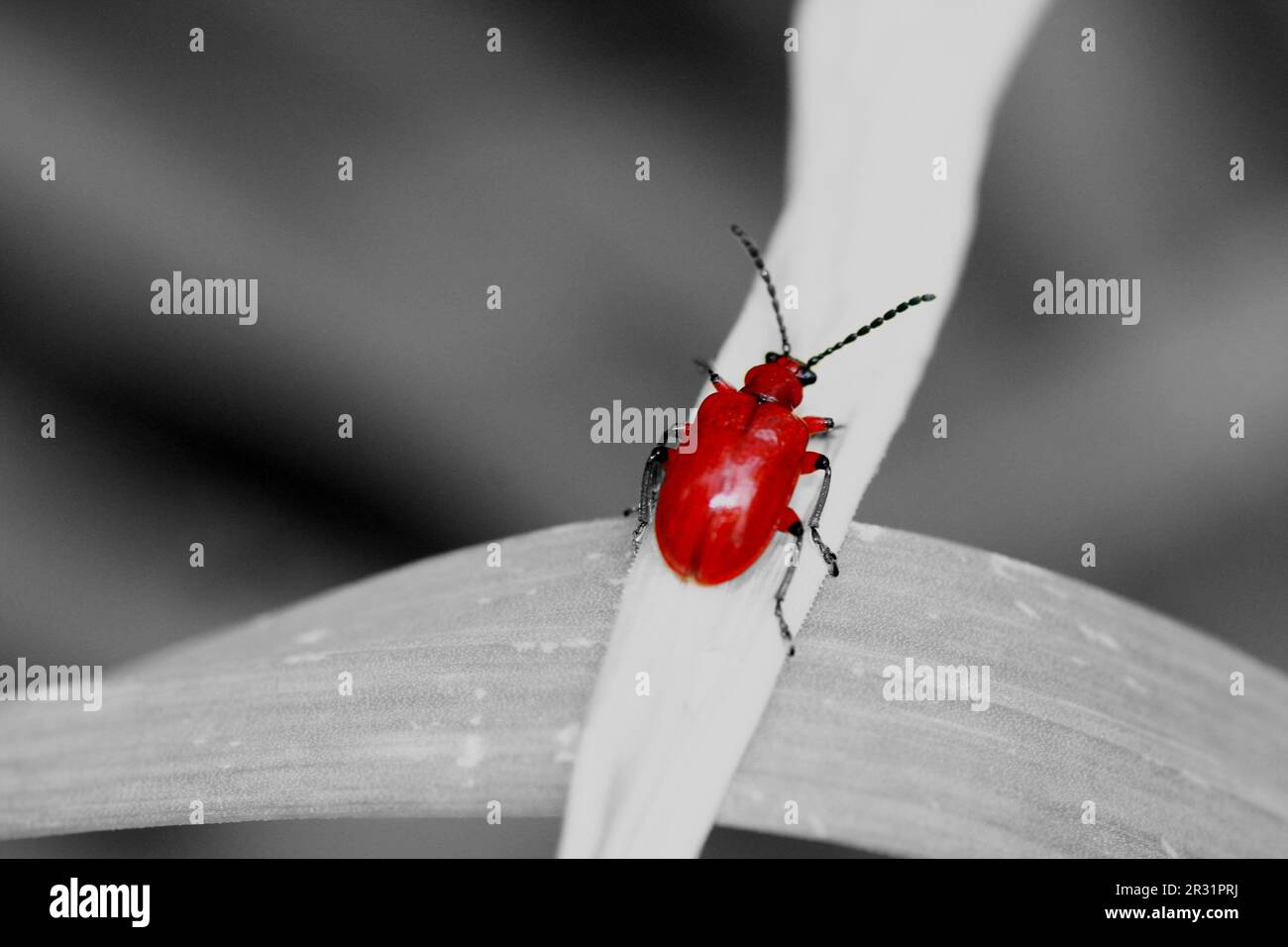 Lily chicken hi-res stock photography and images - Alamy