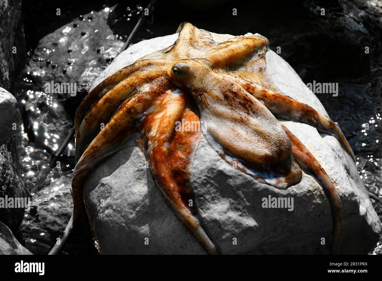 Squid ink water hi-res stock photography and images - Alamy