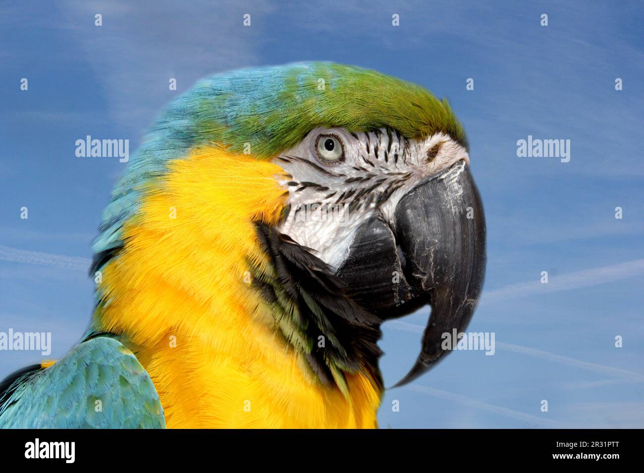 Amazonas macaw hi-res stock photography and images - Alamy
