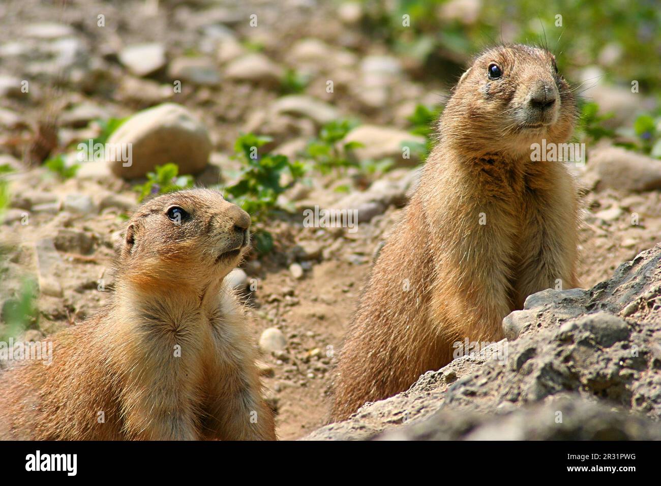 Ground squirrel lookout hi-res stock photography and images - Alamy