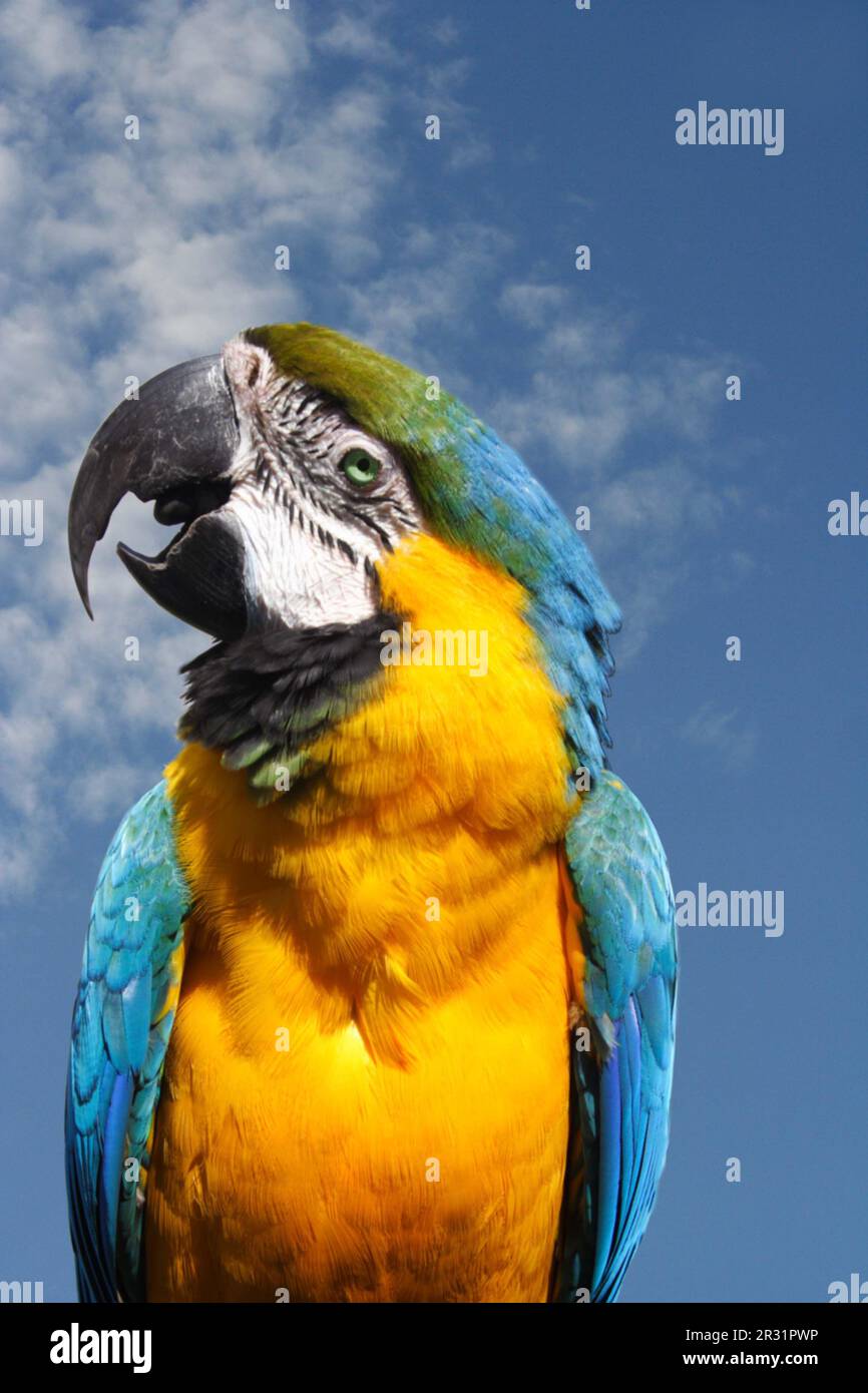 Rain forest macaw hi-res stock photography and images - Alamy