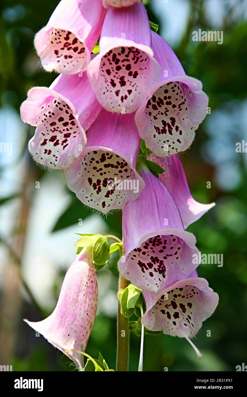 The poison foxglove Stock Photo - Alamy