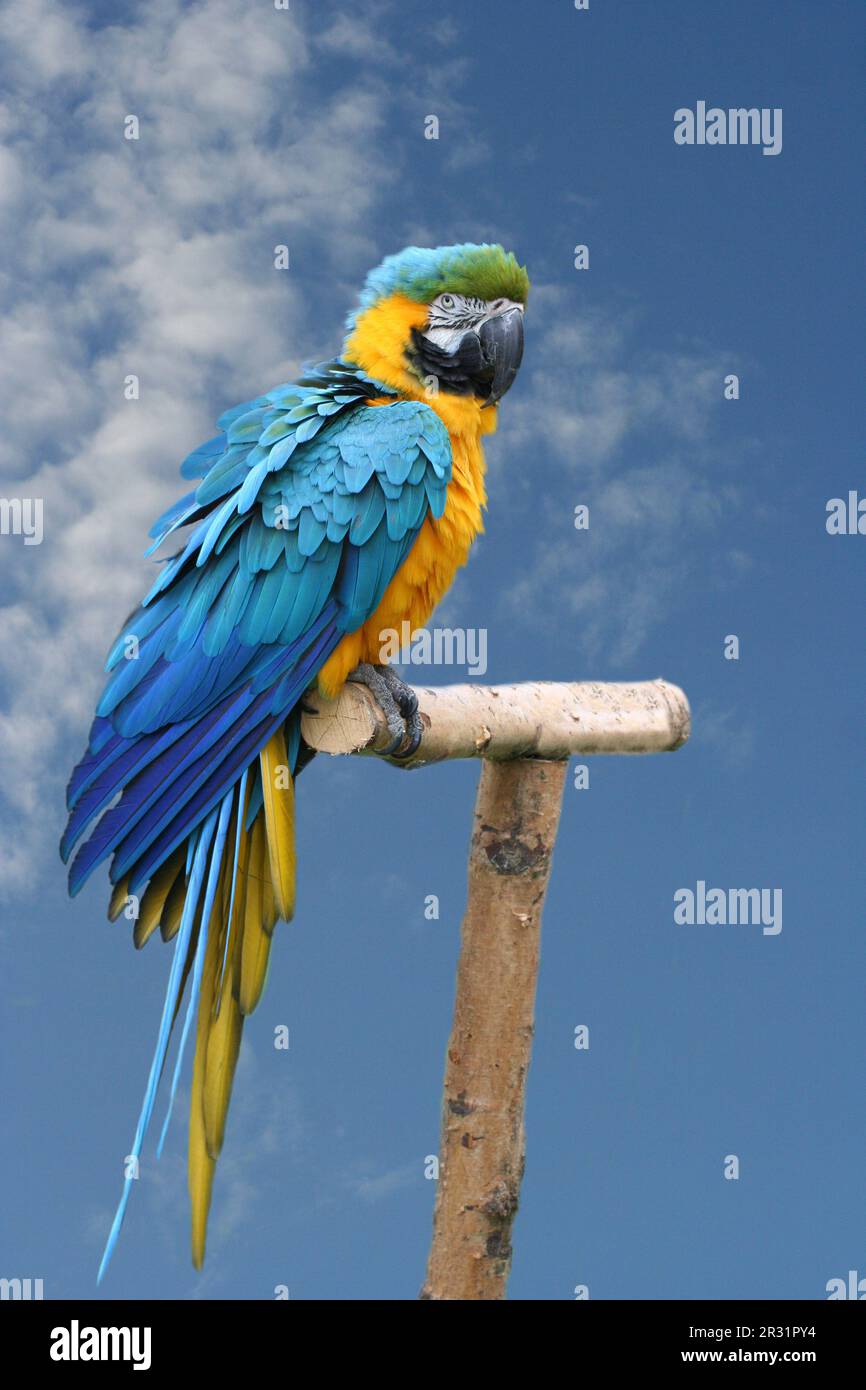 Amazonas macaw hi-res stock photography and images - Alamy