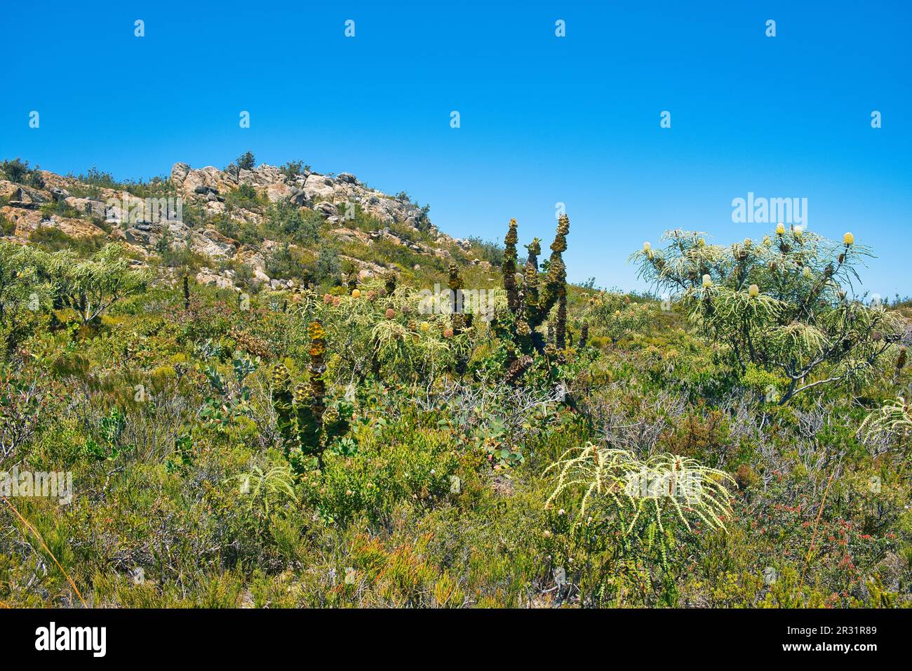 Coastal flora with giant banksia (banksia grandis) and royal hakea ...