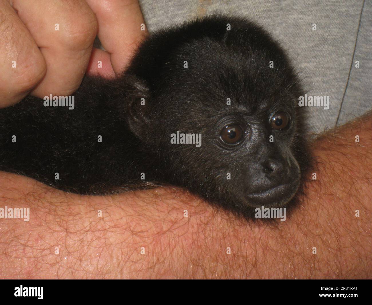 Guatemalan face hi-res stock photography and images - Alamy