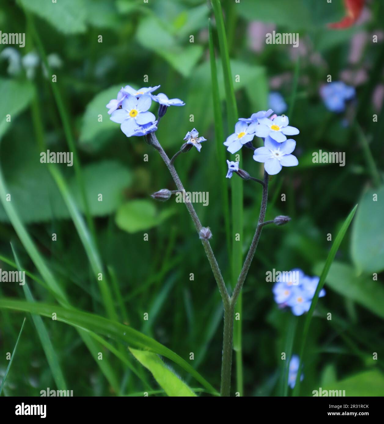 A forget hi-res stock photography and images - Alamy
