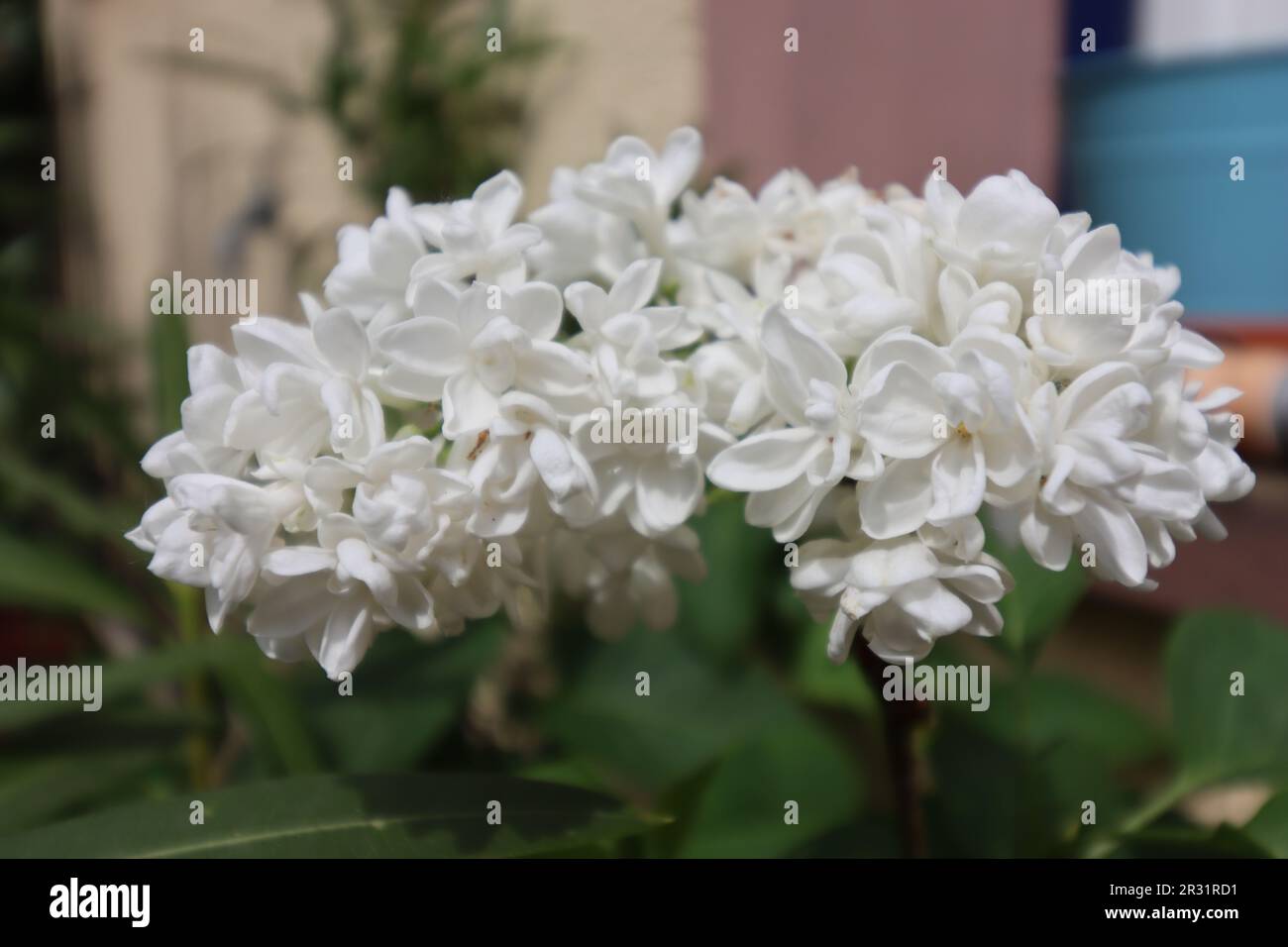 Blossom of a white lilac (Syringa vulgaris Stock Photo - Alamy