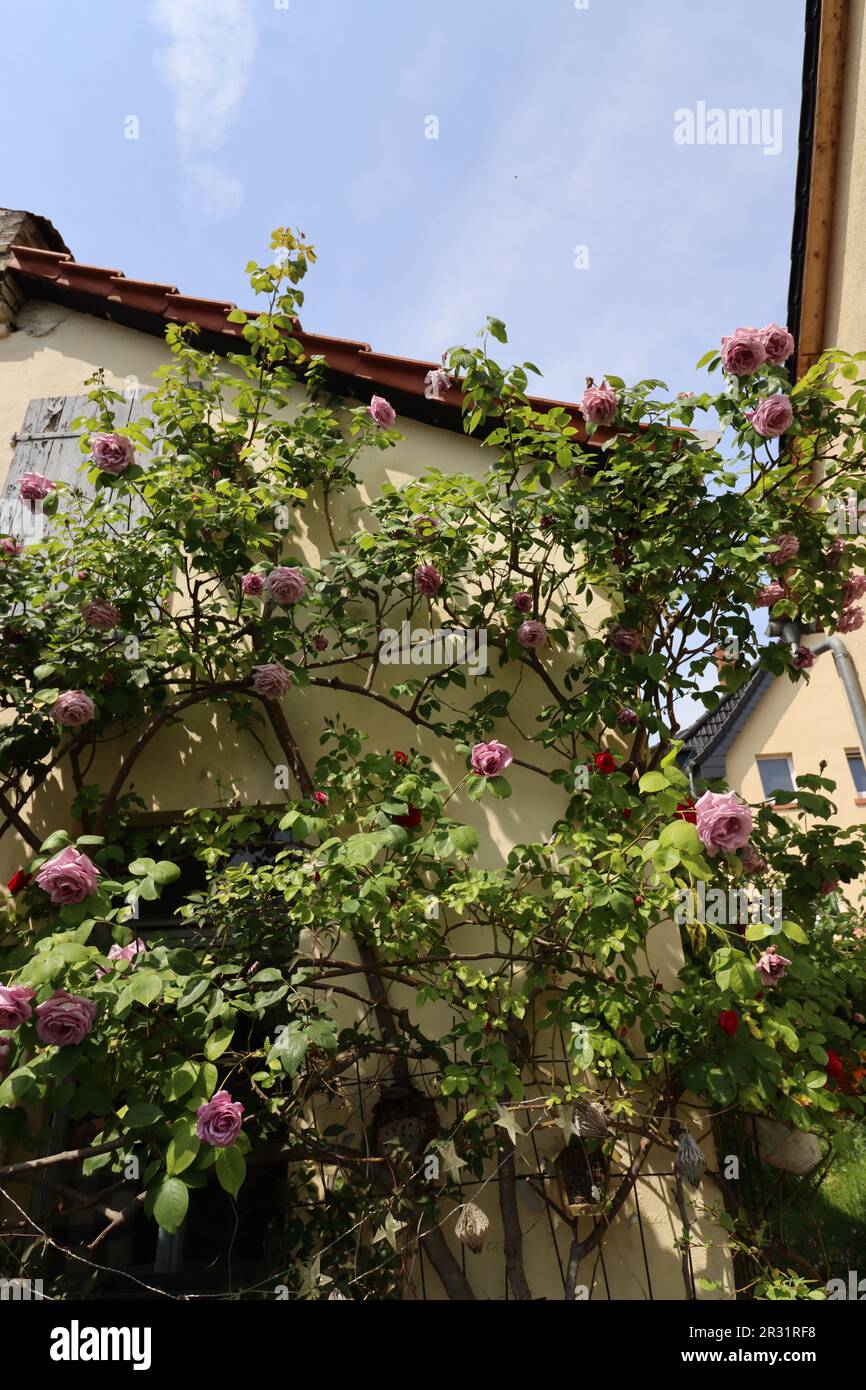 Rose on a house wall hi-res stock photography and images - Alamy