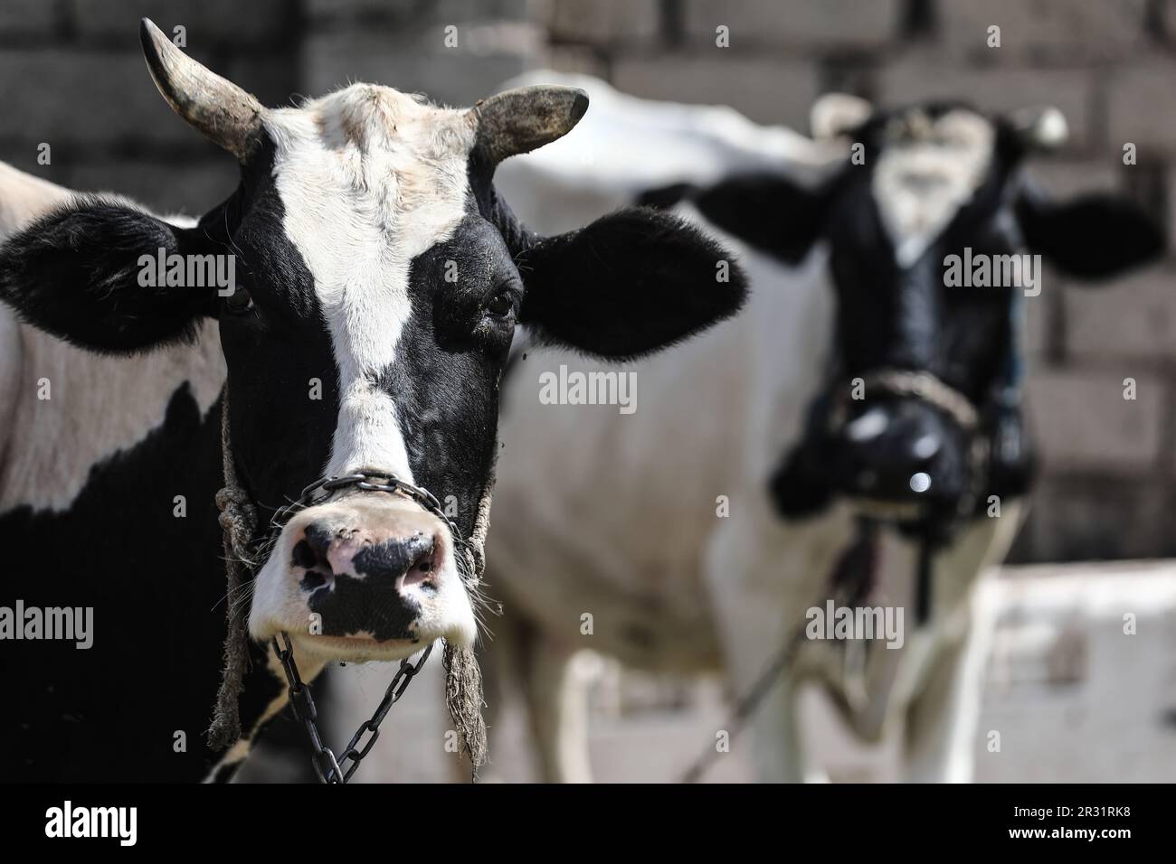 Baghdad, Iraq. 22nd May, 2023. Cows stand at a livestock farm in ...