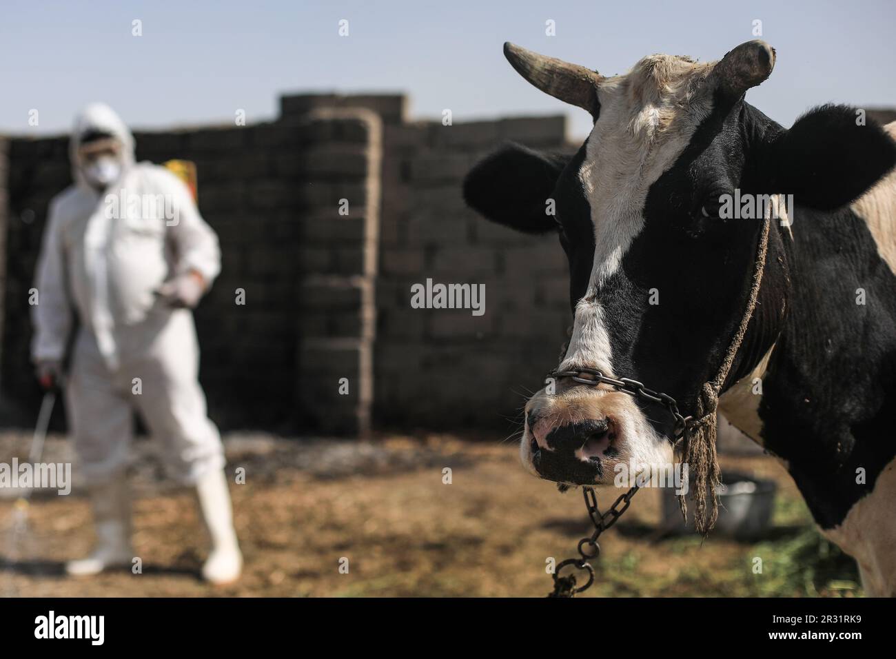 Crimean hemorrhagic fever hi-res stock photography and images - Alamy
