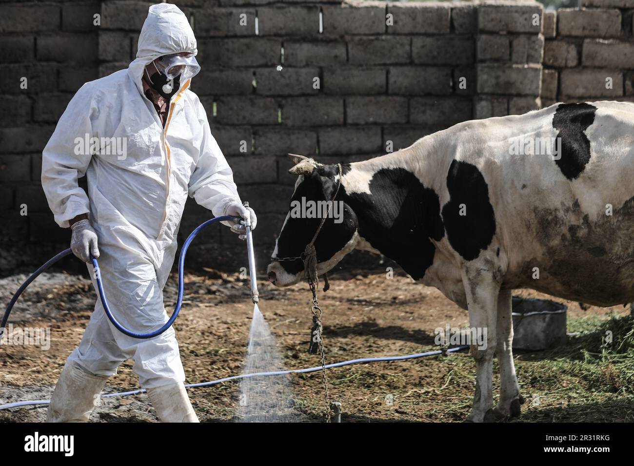 Baghdad, Iraq. 22nd May, 2023. A veterinary sprays disinfectant at a ...