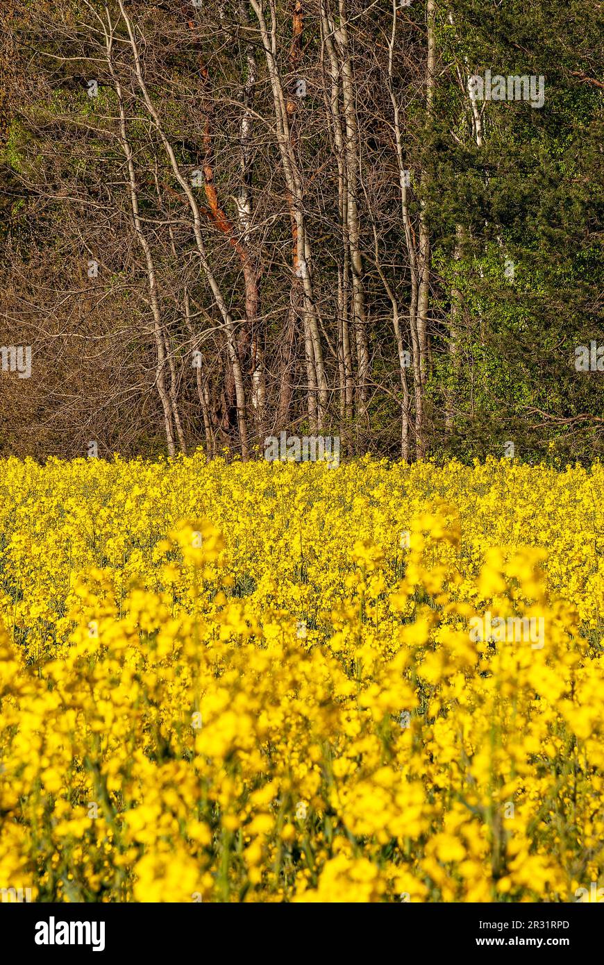 canola against the background of trees - vertical wallpaper - blooming ...