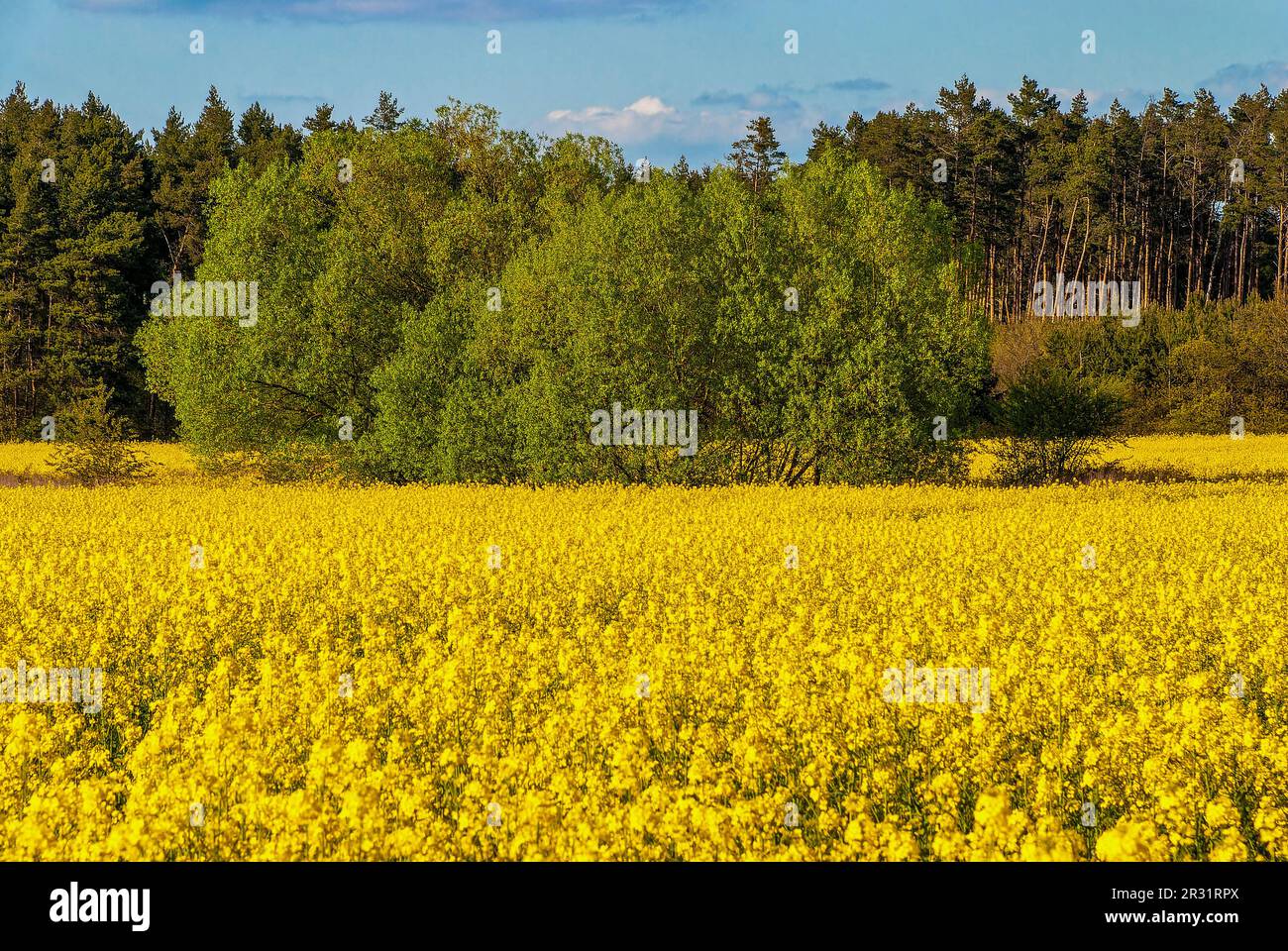 canola field and trees in the background - horizontal wallpaper ...