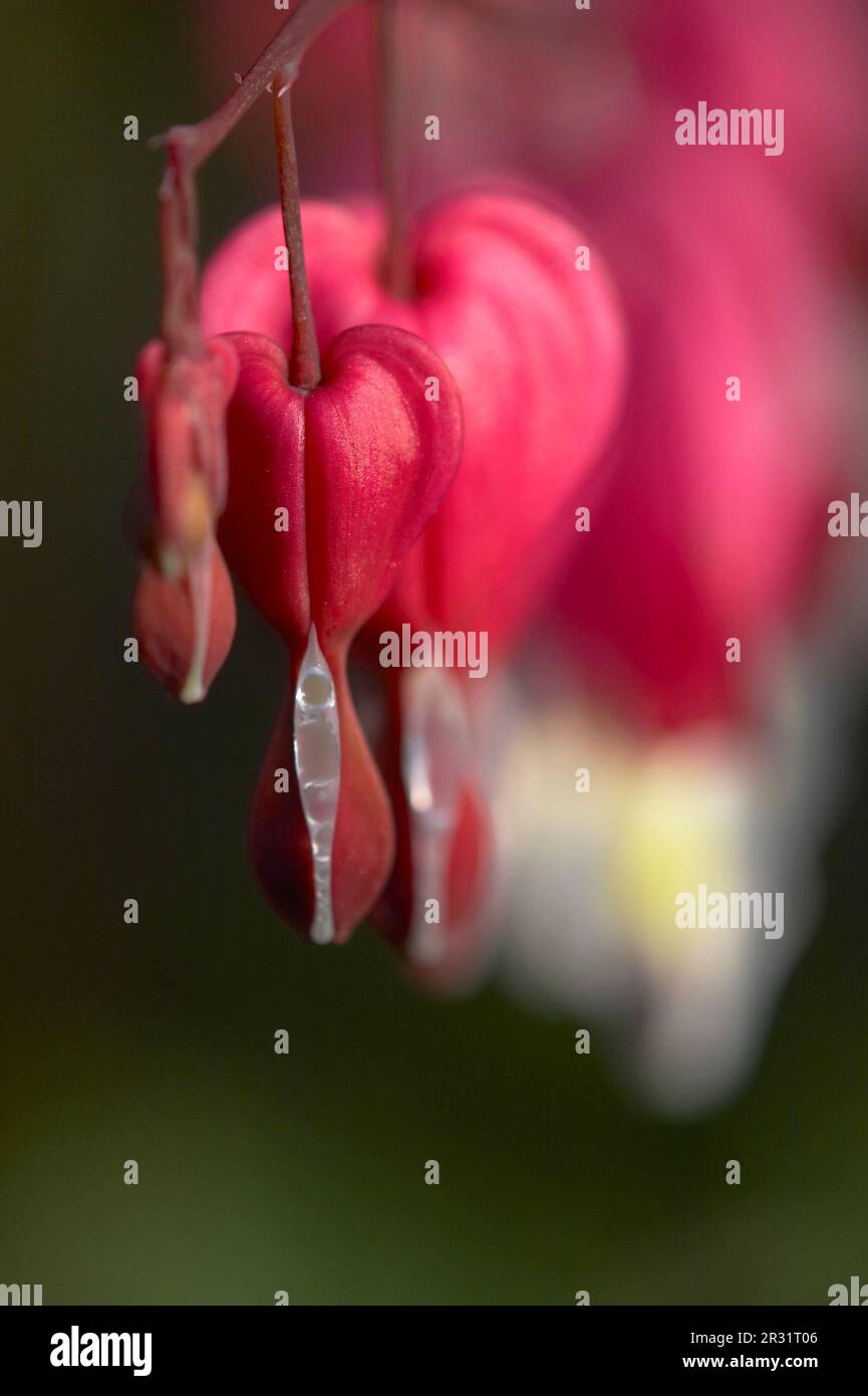 Weeping hearts flower hi-res stock photography and images - Alamy