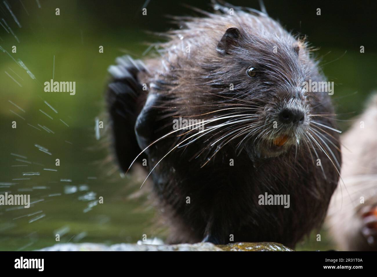 Nutria water hi-res stock photography and images - Alamy