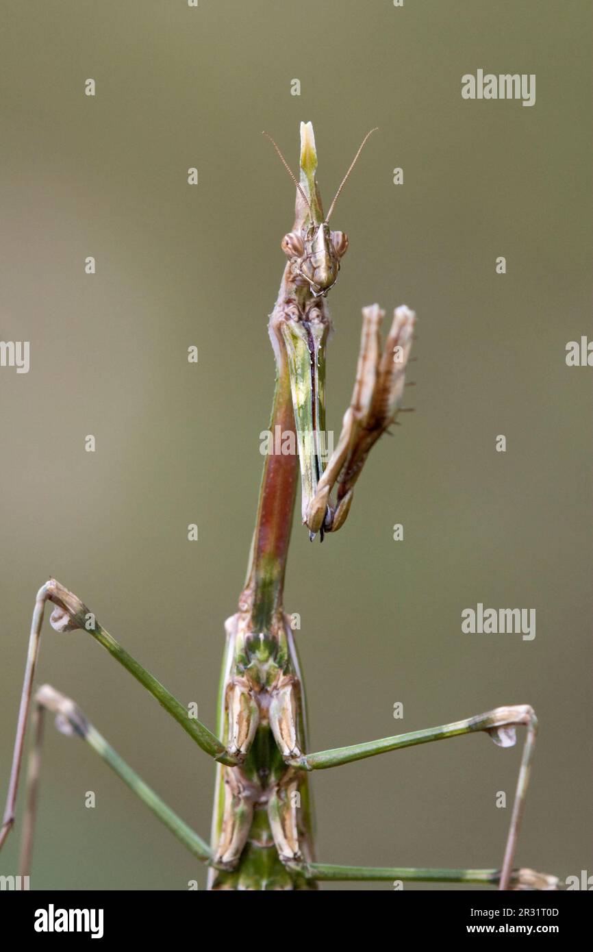 Defensive insects hi-res stock photography and images - Alamy
