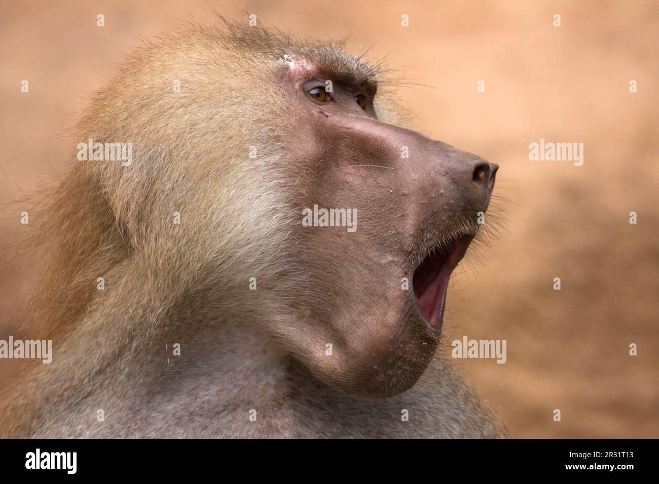 Primate scream hi-res stock photography and images - Alamy