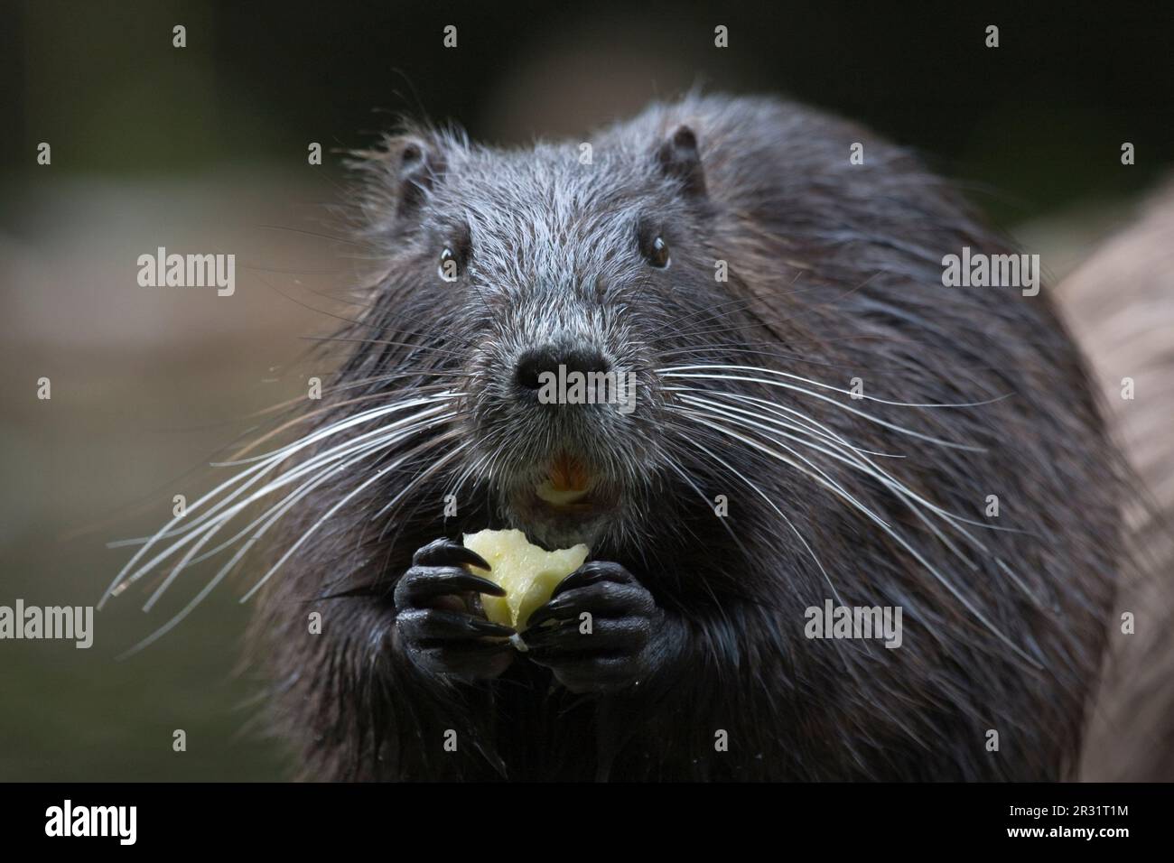 Nutria eat apple hi-res stock photography and images - Alamy