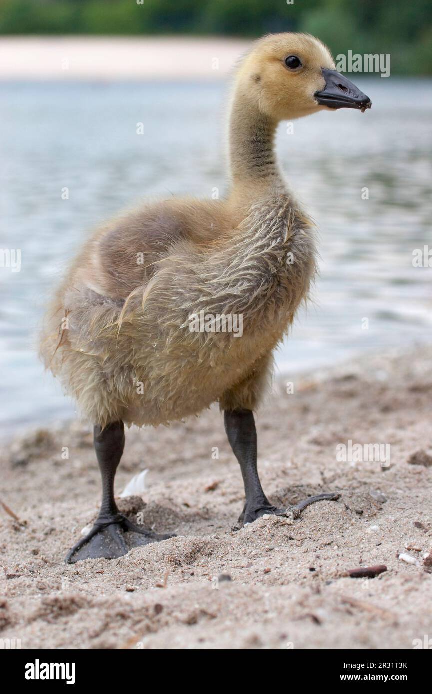 Chicks banks hi-res stock photography and images - Alamy
