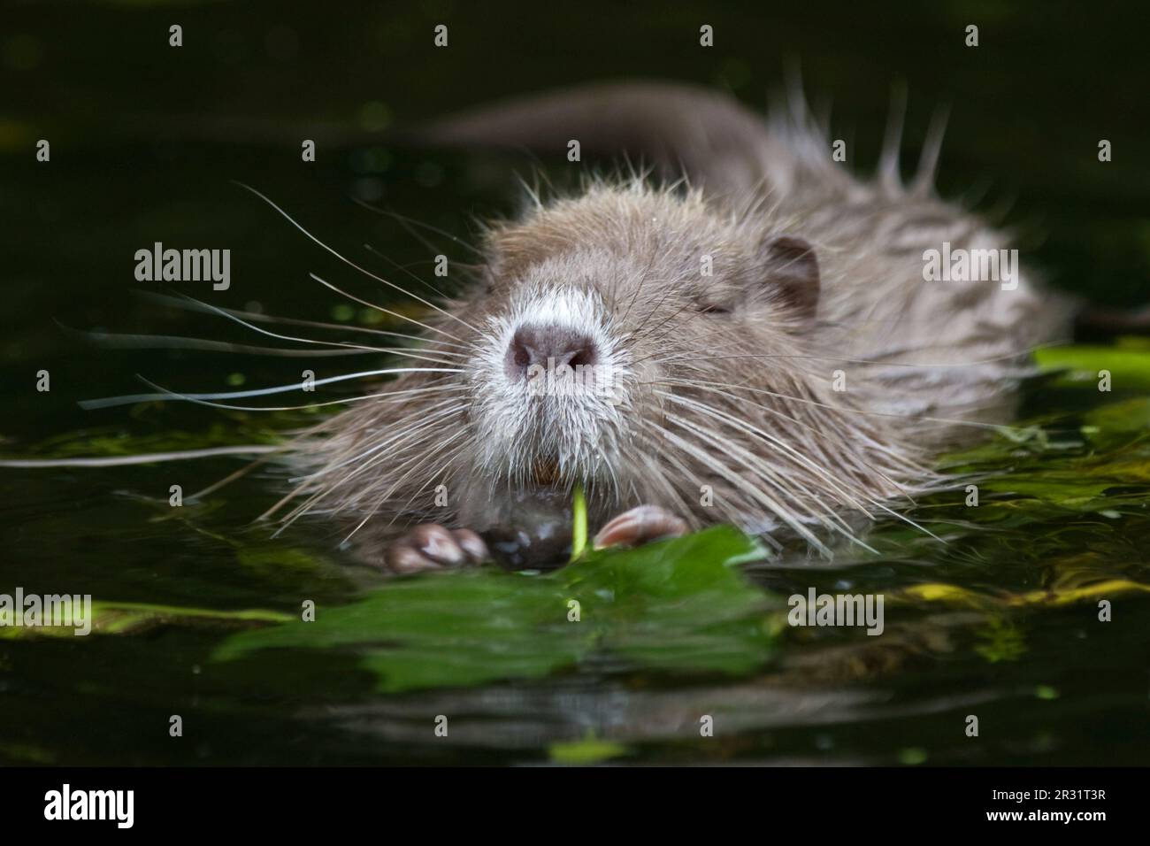 Leaf nibble hi-res stock photography and images - Alamy