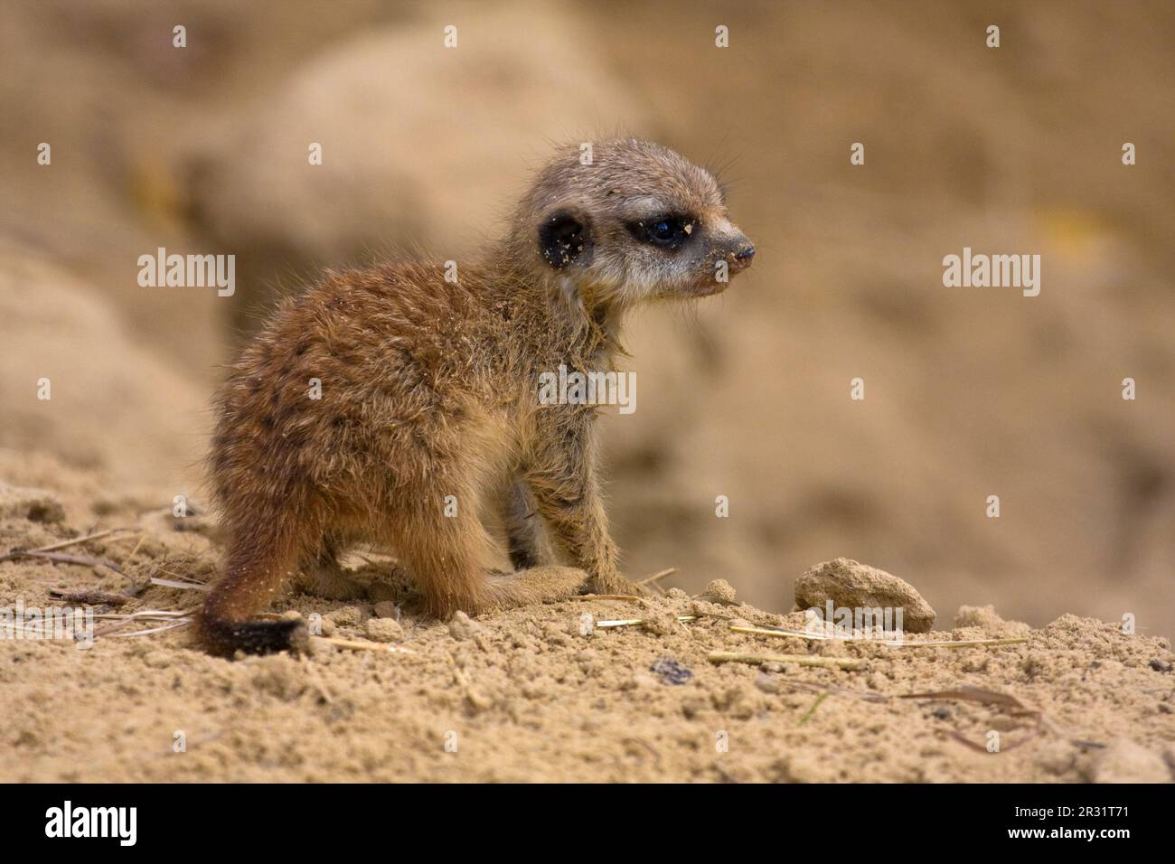 Meerkat baby hi-res stock photography and images - Alamy