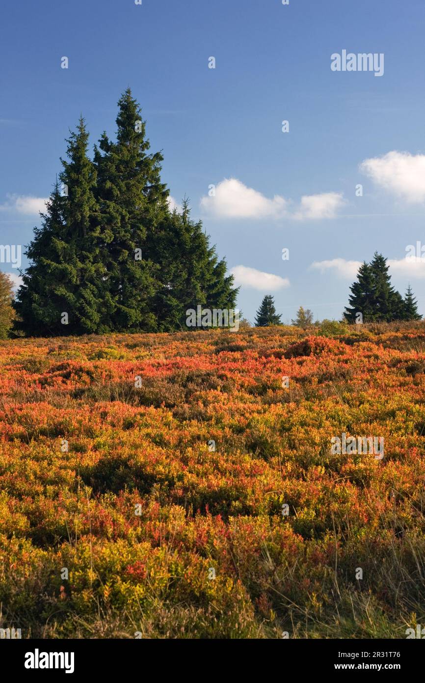 Heather branches hi-res stock photography and images - Alamy