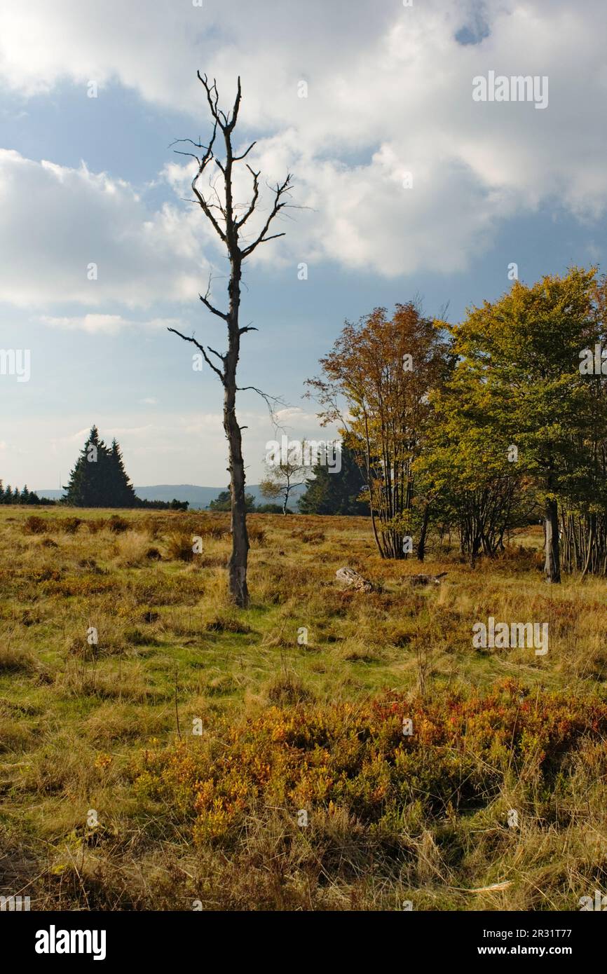 Heather branches hi-res stock photography and images - Alamy