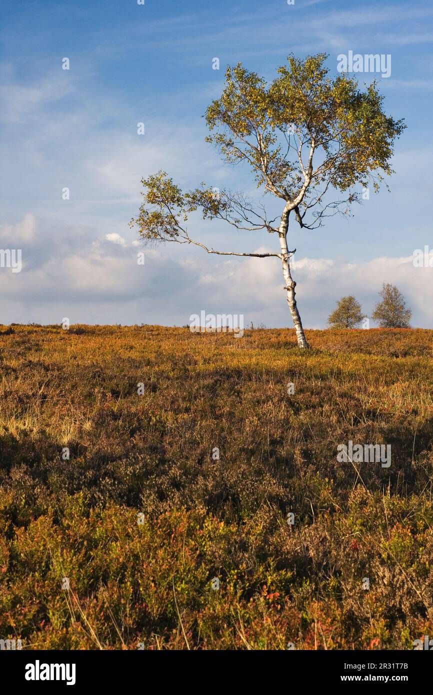 Heather branches hi-res stock photography and images - Alamy