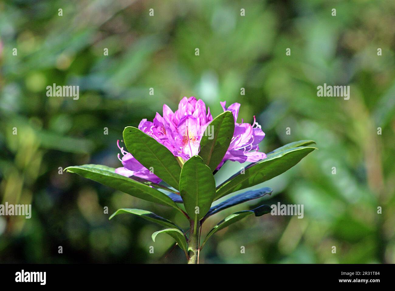 side view of a single pink Rhododendron flower isolated on a natural ...