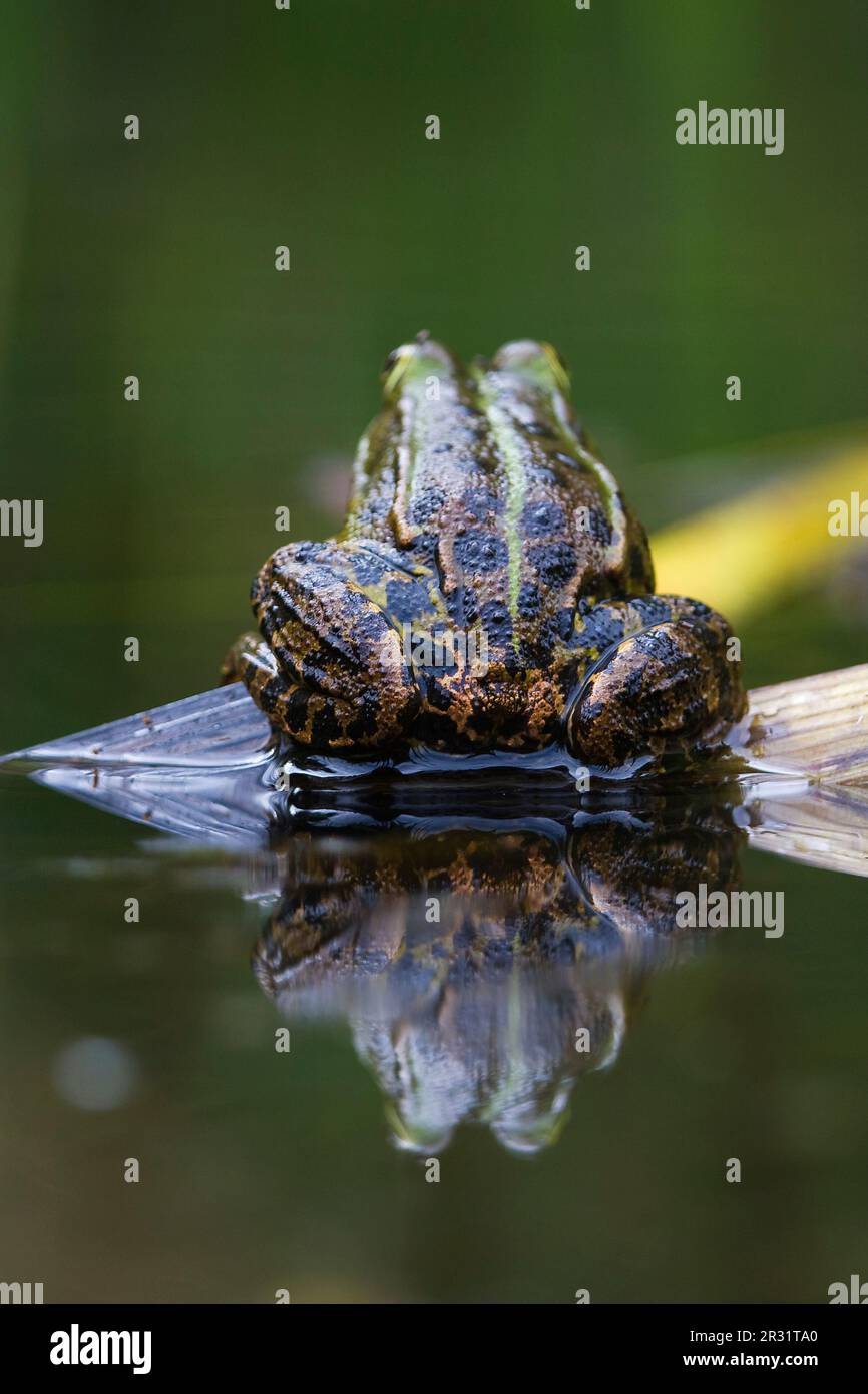 Frog from behind Stock Photo - Alamy
