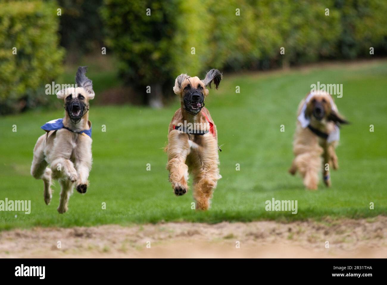 Flying finish hi-res stock photography and images - Alamy