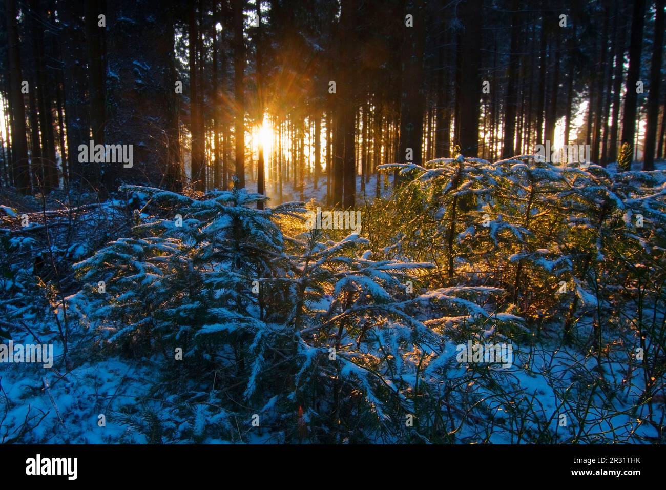 Sunrise forest atmosphere hi-res stock photography and images - Alamy