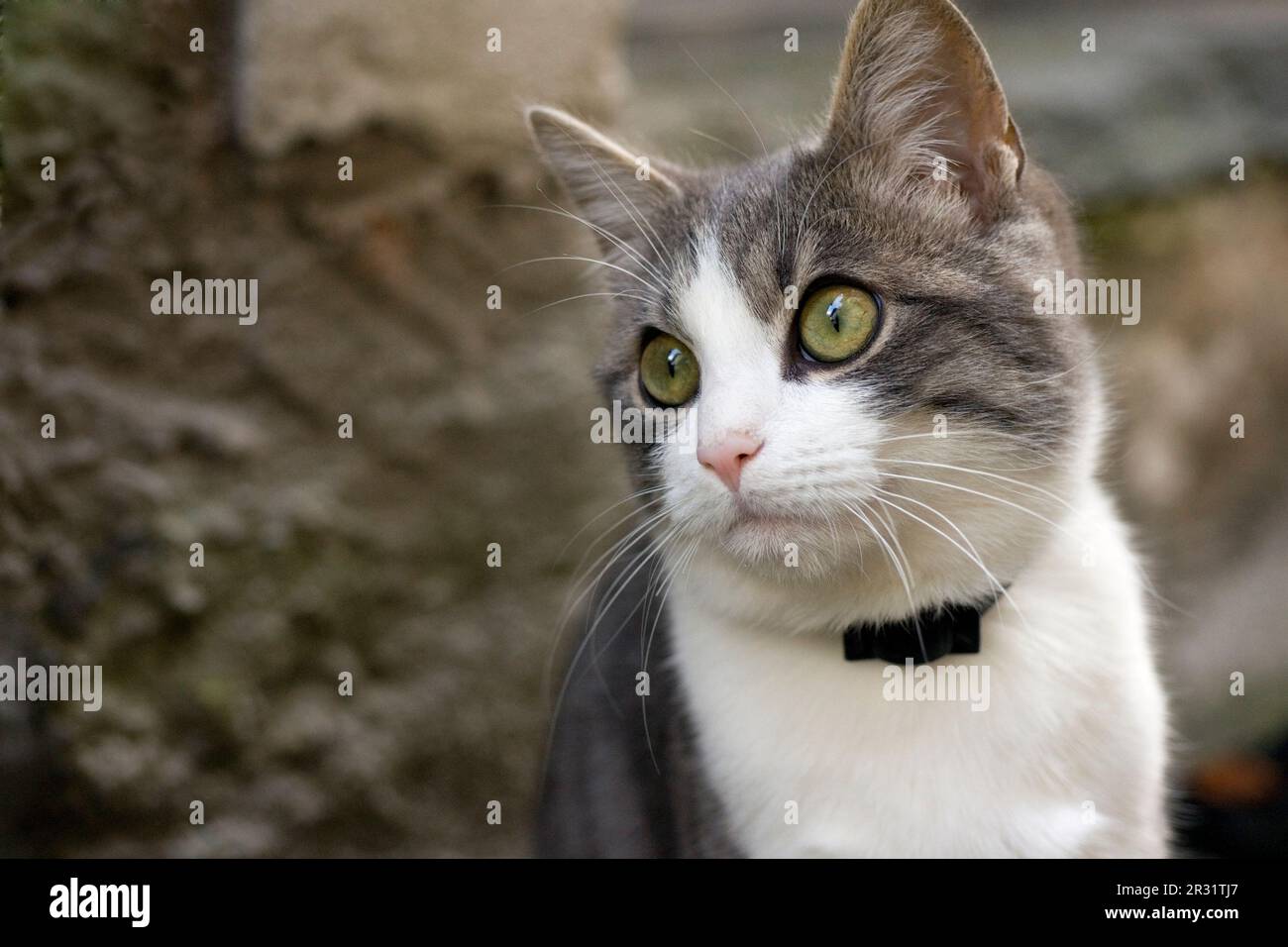 F katze hi-res stock photography and images - Alamy