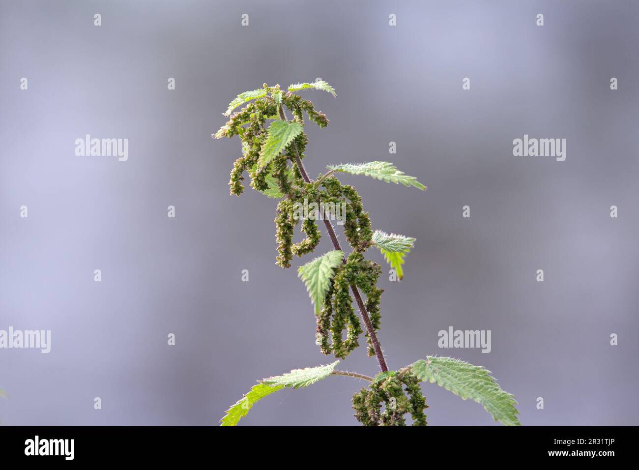 single common stinging nettle (Urtica dioica) isolated isolated on a ...