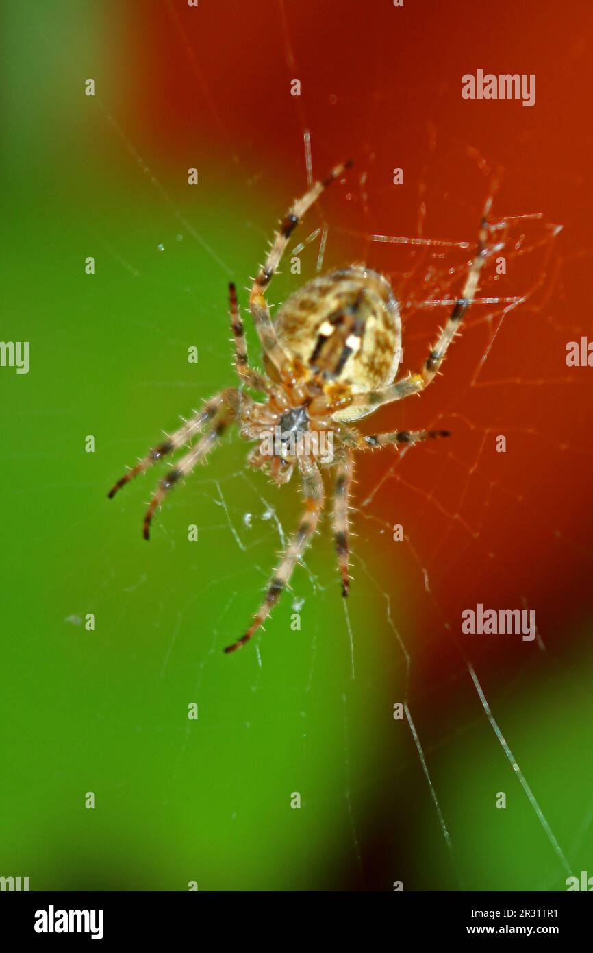 Garden cross spider (Araneus diadematus Stock Photo - Alamy