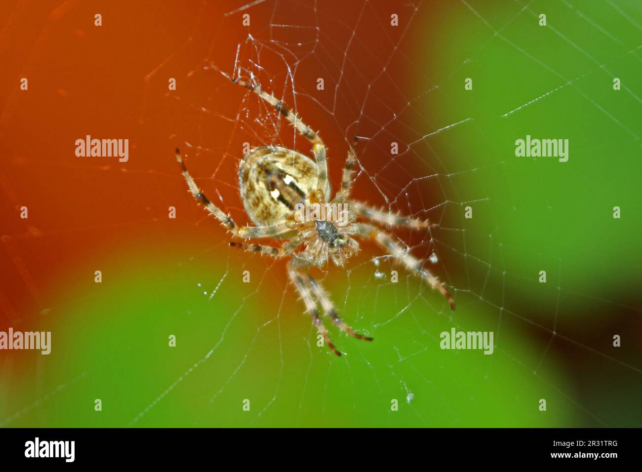 Garden cross spider (Araneus diadematus Stock Photo - Alamy