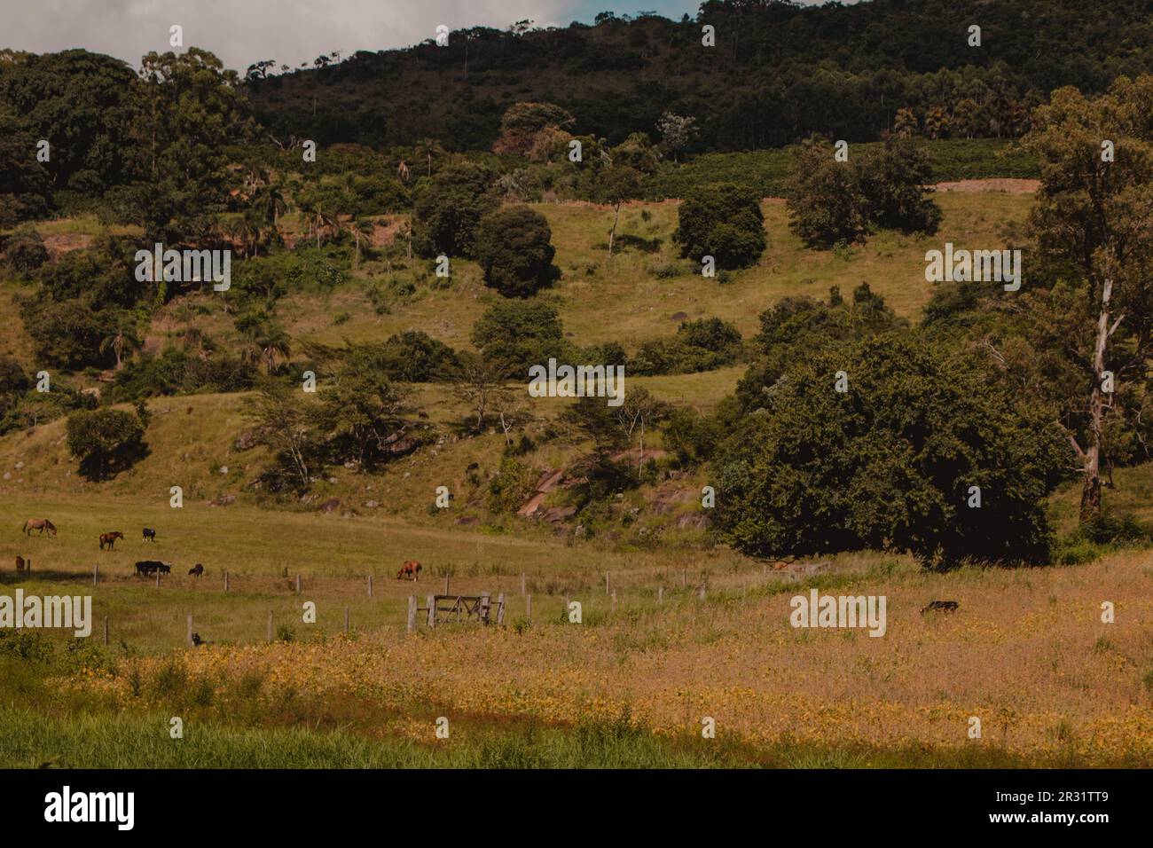 pasture landscape with cows Stock Photo - Alamy