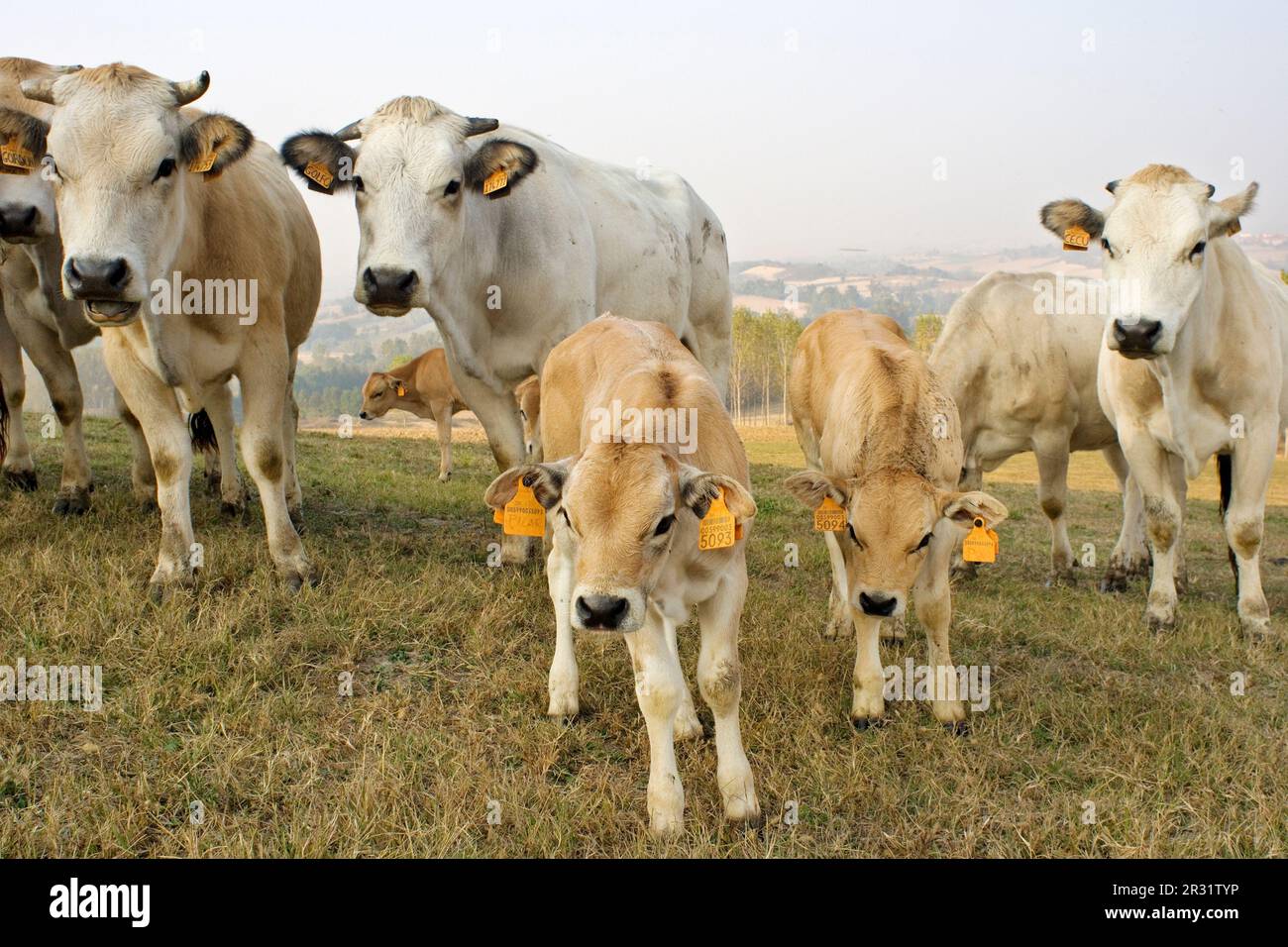 Marchigiana Cattle