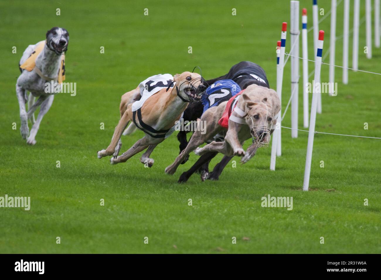 The greyhound race Stock Photo - Alamy