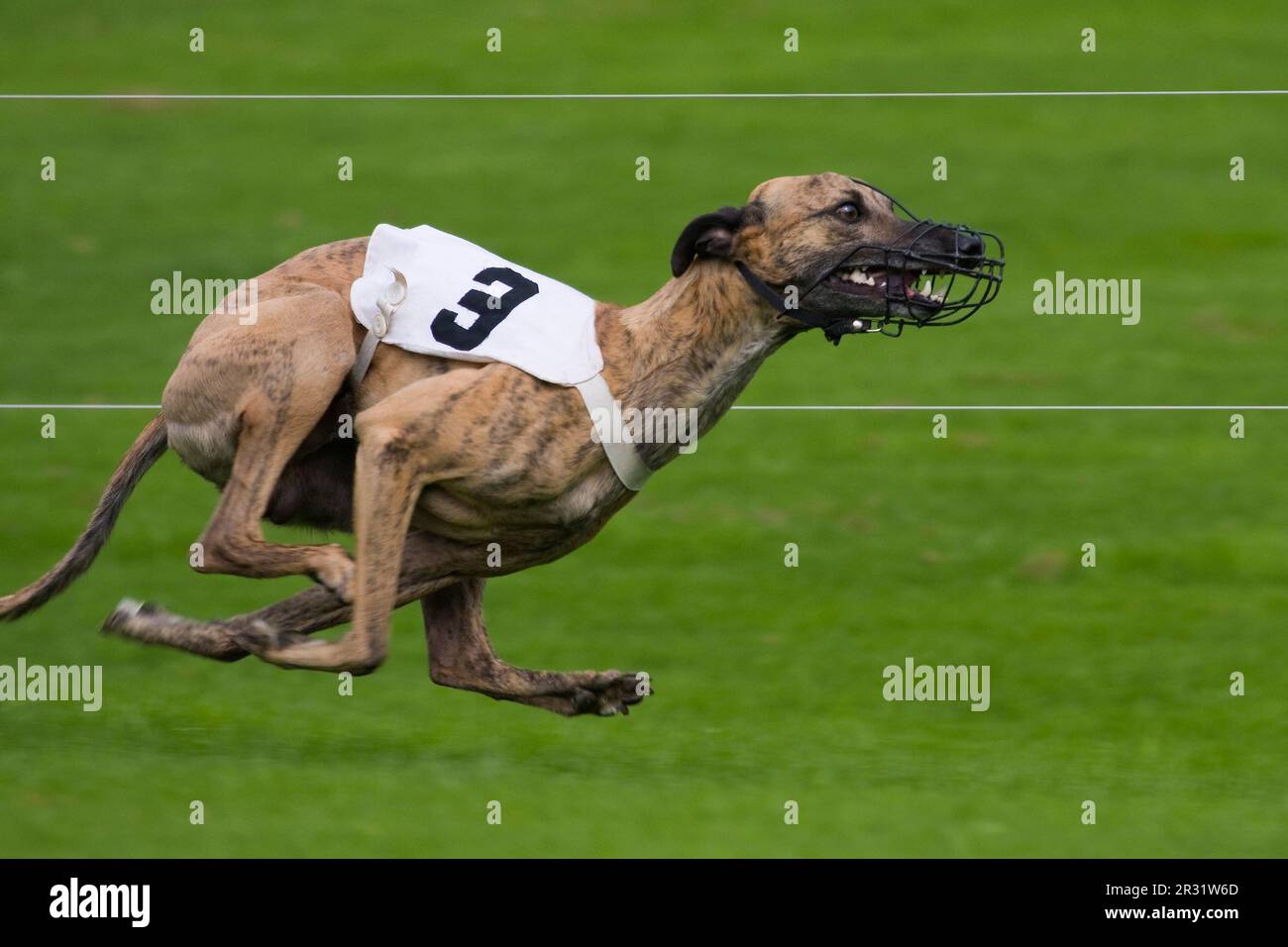 Greyhound legs hi-res stock photography and images - Alamy