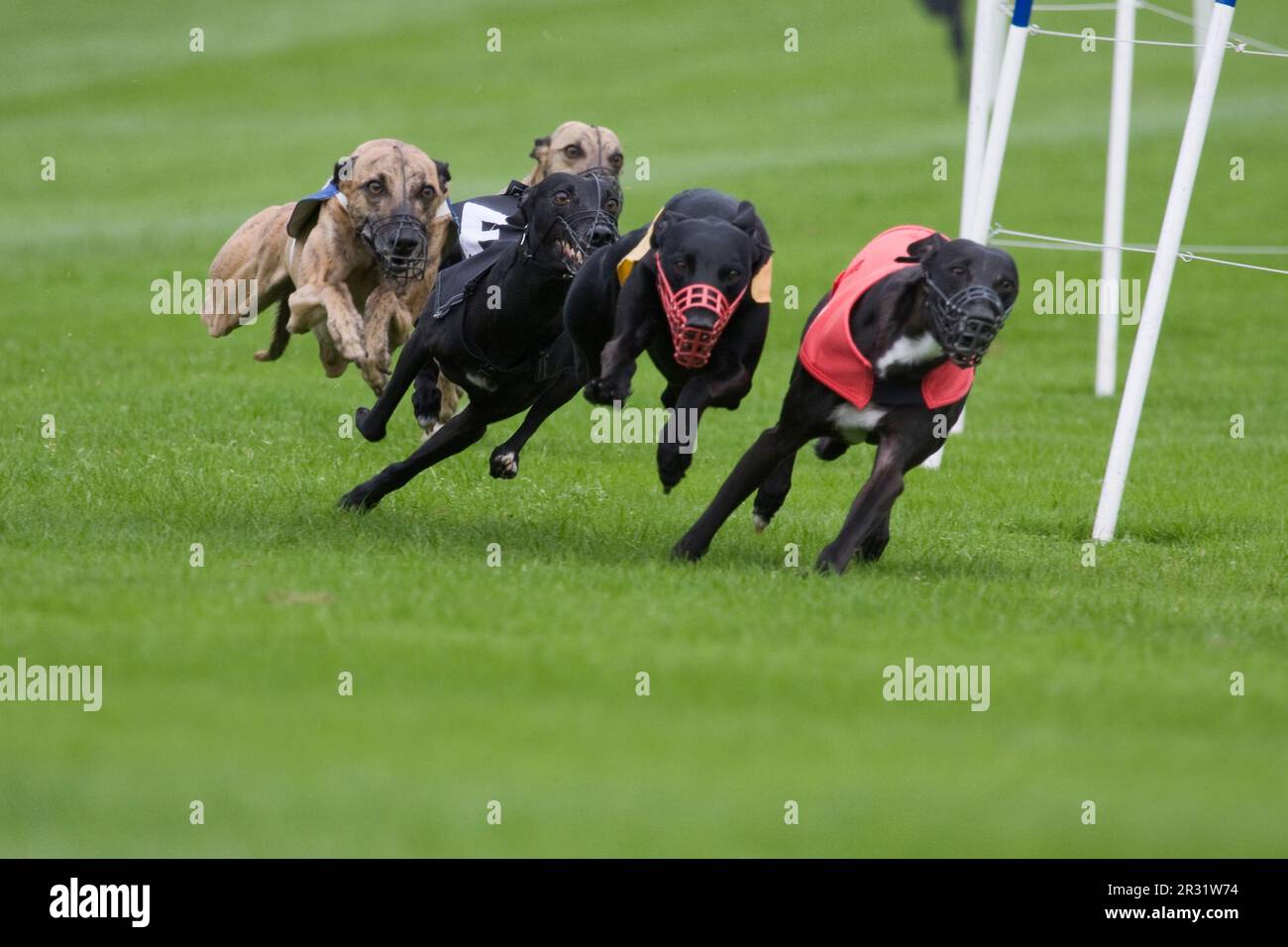 Rapid race hi-res stock photography and images - Alamy