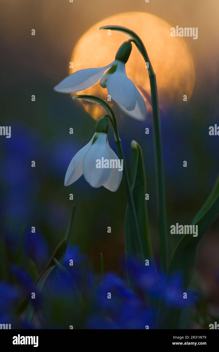 Snowdrops in the sunset Stock Photo - Alamy